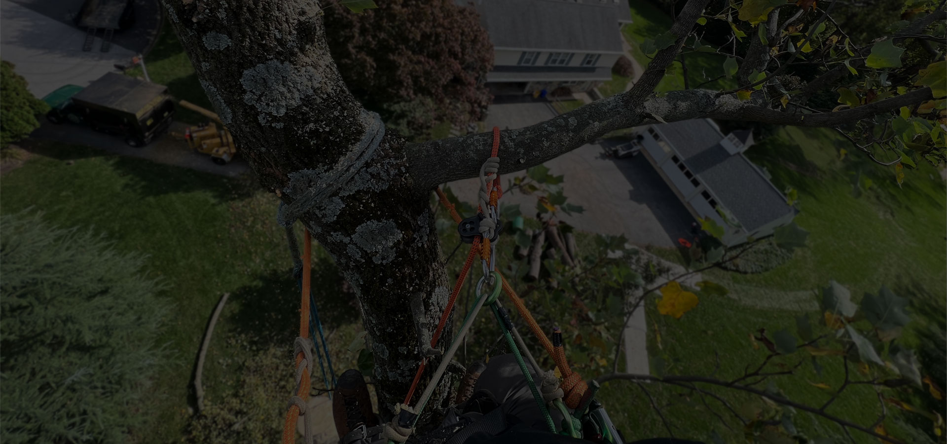 Marcucci & Co. Tree Experts | Mainline Tree Service PA | Mainline PA ...